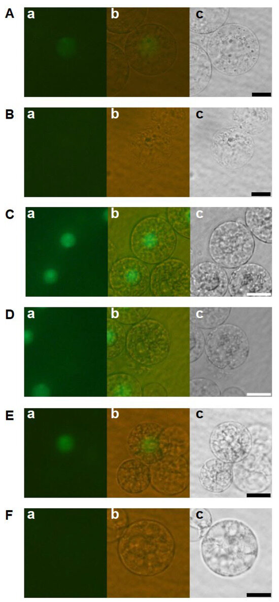 The Feeder Effects of Cultured Rice Cells on the Early Development of ...