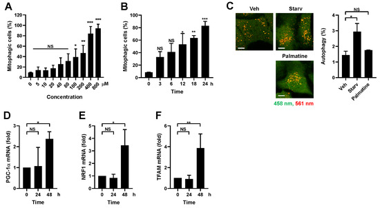 The Natural Alkaloid Palmatine Selectively Induces Mitophagy and ...