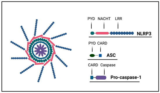 IJMS | Free Full-Text | NLRP3 Inflammasome Involvement in Heart, Liver, and Lung Diseases—A ...