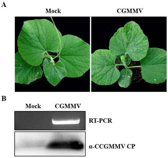 Transcriptome and Metabolome Analyses Reveal That Jasmonic Acids May ...