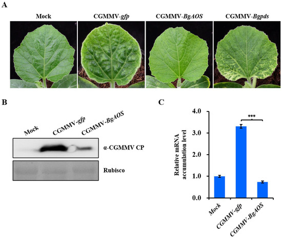 Transcriptome and Metabolome Analyses Reveal That Jasmonic Acids May ...