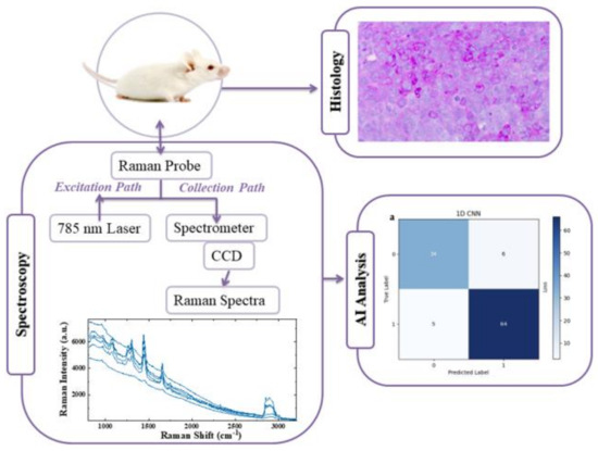 Shedding Light on Colorectal Cancer: An In Vivo Raman Spectroscopy ...