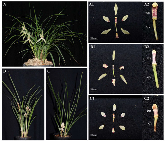 Sex-Related Gene Network Revealed by Transcriptome Differentiation of ...