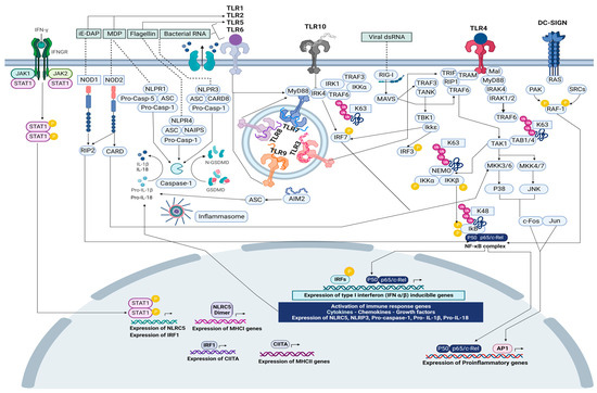 IJMS | Free Full-Text | Host Transcriptional Regulatory Genes and Microbiome Networks Crosstalk ...