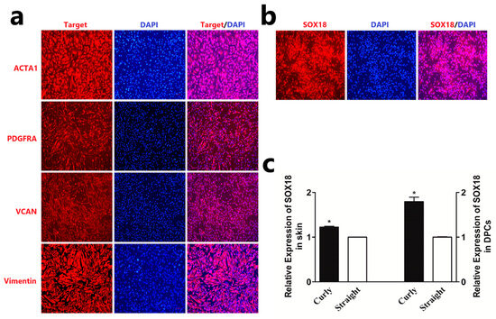 SOX18 Promotes the Proliferation of Dermal Papilla Cells via the Wnt/β ...
