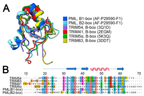 PML Body Biogenesis: A Delicate Balance of Interactions