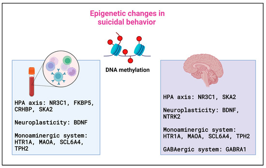 Molecular Changes Associated with Suicide