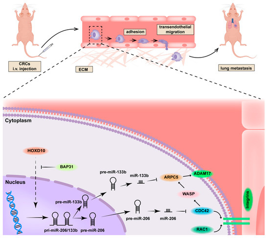 IJMS | Free Full-Text | BAP31-Mediated miR-206/133b Cluster Promotes ...
