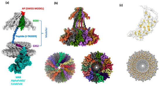 A Proposal for a Consolidated Structural Model of the CagY Protein of ...