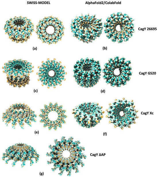 A Proposal for a Consolidated Structural Model of the CagY Protein of ...