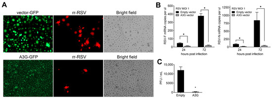 APOBEC3G Is a p53-Dependent Restriction Factor in Respiratory Syncytial ...