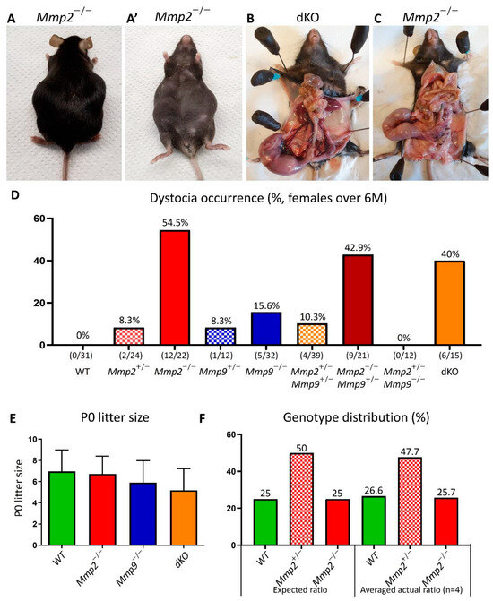 Mmp2 Deficiency Leads to Defective Parturition and High Dystocia Rates ...