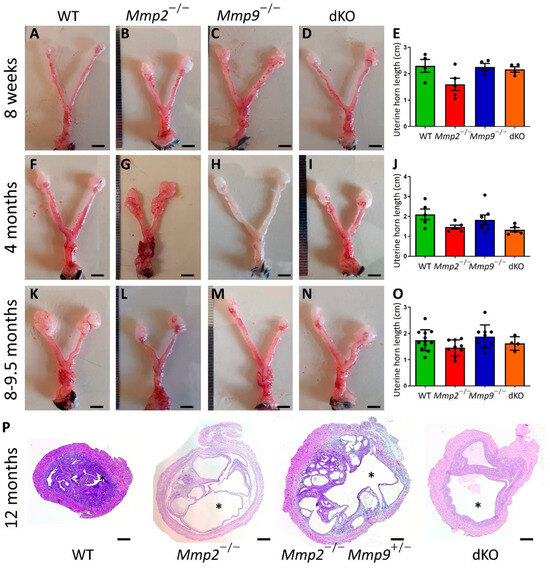 Mmp2 Deficiency Leads to Defective Parturition and High Dystocia Rates ...