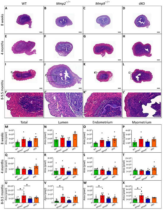 Mmp2 Deficiency Leads to Defective Parturition and High Dystocia Rates ...