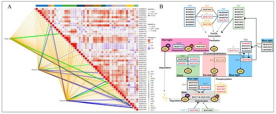IJMS | Free Full-Text | Genome-Wide Identification, Expression, and Molecular Characterization ...