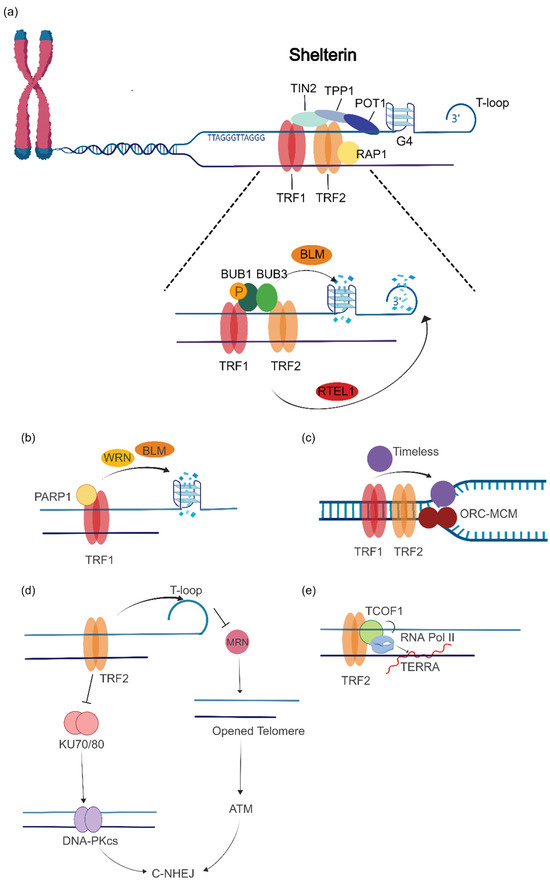 The Altered Functions of Shelterin Components in ALT Cells