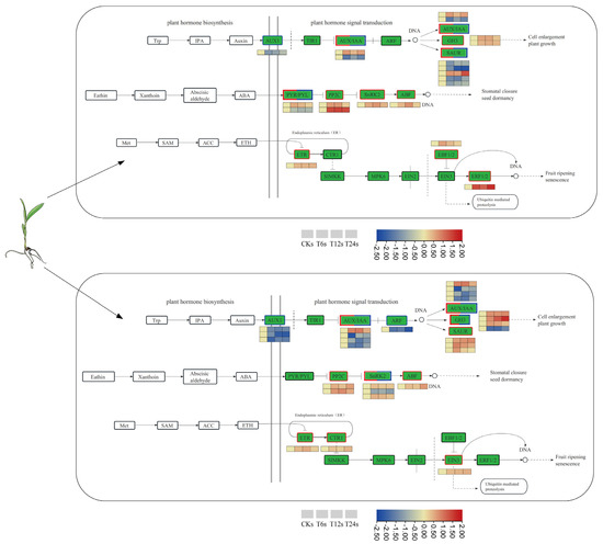 Co-Expression Network Analysis of the Transcriptome Identified Hub ...