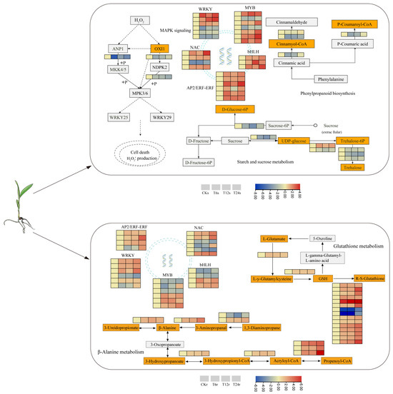 IJMS | Free Full-Text | Co-Expression Network Analysis of the Transcriptome Identified Hub Genes ...