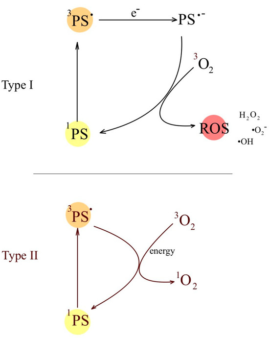 Cellular Mechanisms of Singlet Oxygen in Photodynamic Therapy