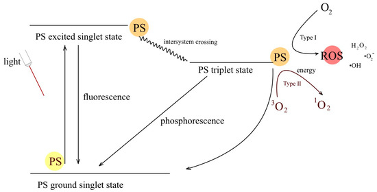 Cellular Mechanisms of Singlet Oxygen in Photodynamic Therapy