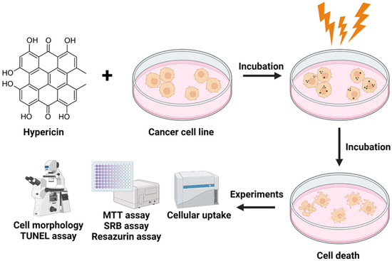 Hypericin-Based Photodynamic Therapy Displays Higher Selectivity and ...