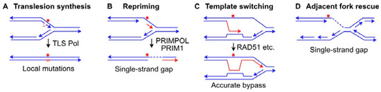 Cellular Responses to Widespread DNA Replication Stress