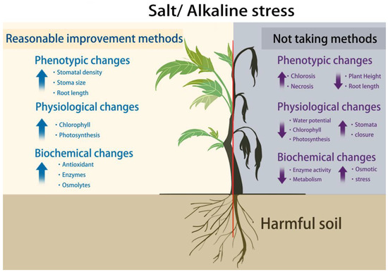 The Potential of Endophytes in Improving Salt–Alkali Tolerance and ...