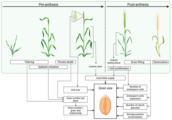 Genetic Basis of Grain Size and Weight in Rice, Wheat, and Barley