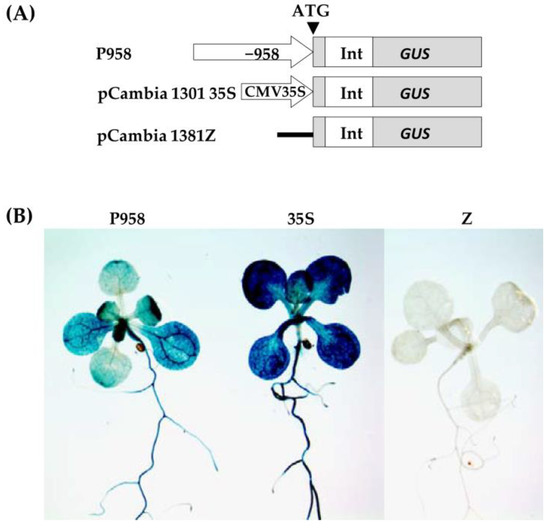 Phytohormones as Regulators of Mitochondrial Gene Expression in ...