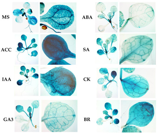 Phytohormones as Regulators of Mitochondrial Gene Expression in ...