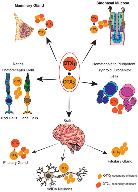 OTX Genes in Adult Tissues