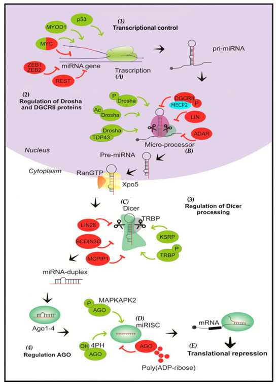 MicroRNAs as Potential Biomarkers of Environmental Exposure to ...