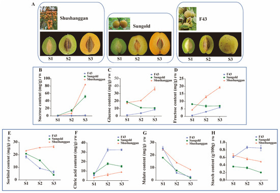 Transcriptome and Metabolome Analyses Reveal Sugar and Acid ...