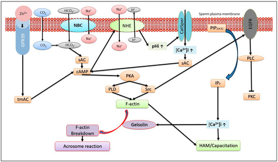 Mechanisms That Protect Mammalian Sperm from the Spontaneous Acrosome ...