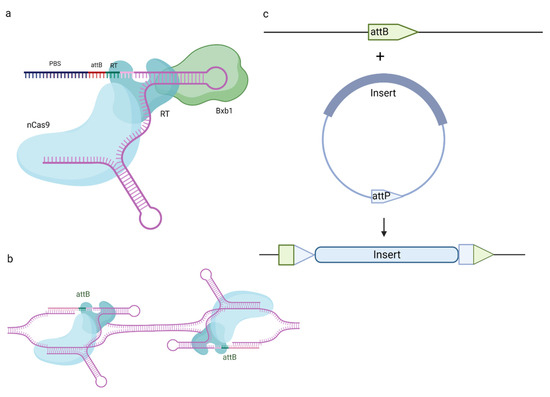 The Development, Optimization and Future of Prime Editing
