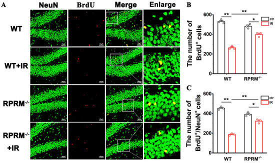 IJMS | Free Full-Text | Reprimo (RPRM) as a Potential Preventive and ...