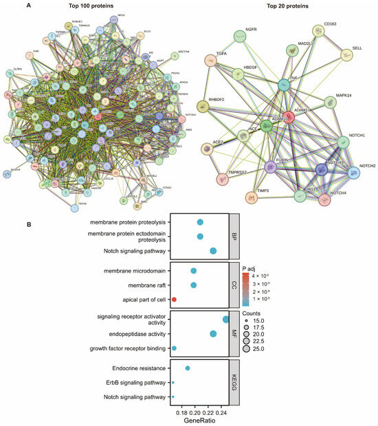Predictive Roles of ADAM17 in Patient Survival and Immune Cell ...