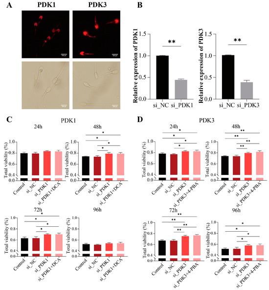 Phenylbutyrate and Dichloroacetate Enhance the Liquid-Stored Boar Sperm Quality via PDK1 and PDK3