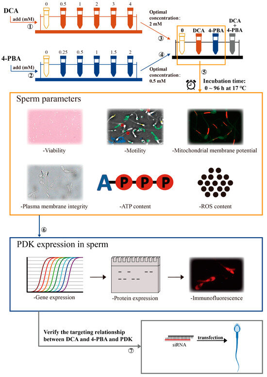 Phenylbutyrate and Dichloroacetate Enhance the Liquid-Stored Boar Sperm ...