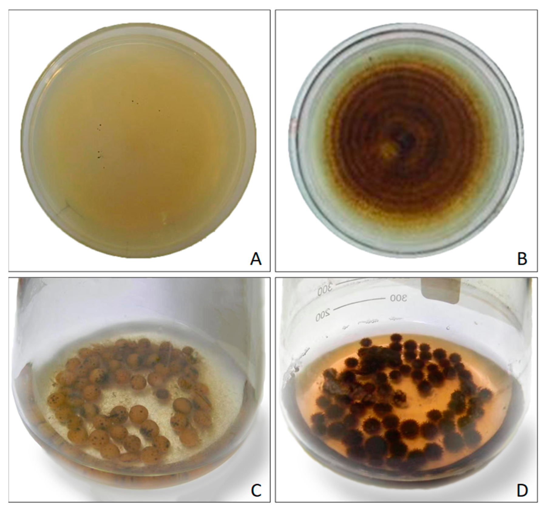 Biological Oxidation of Manganese Mediated by the Fungus Neoroussoella ...