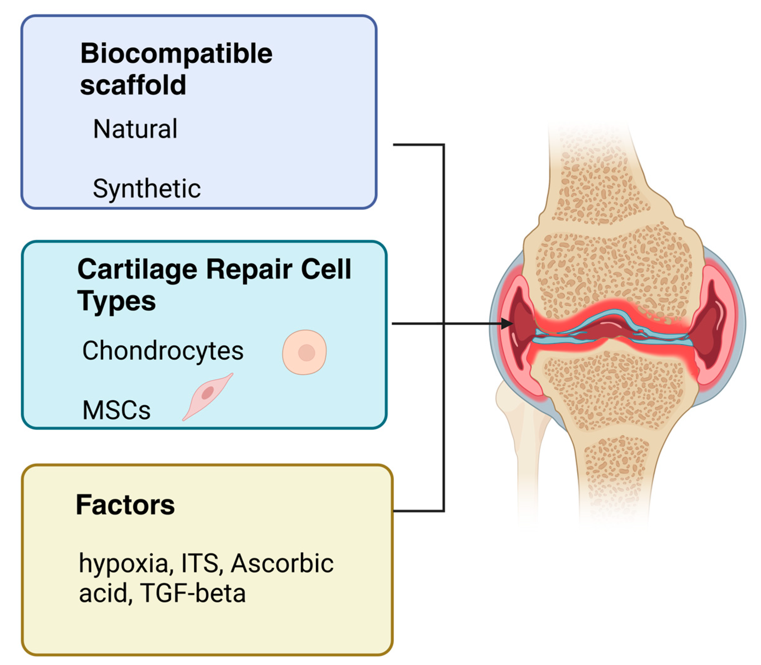 IJMS | Free Full-Text | Human Chondrocytes, Metabolism of Articular ...