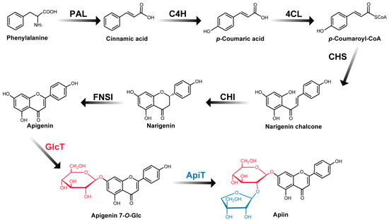 Biochemical Characterization of Parsley Glycosyltransferases Involved in the Biosynthesis of a ...