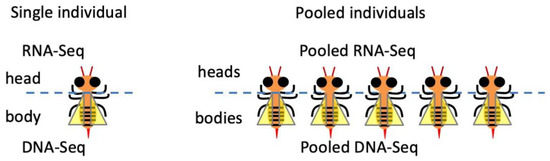 Identification and Interpretation of A-to-I RNA Editing Events in ...