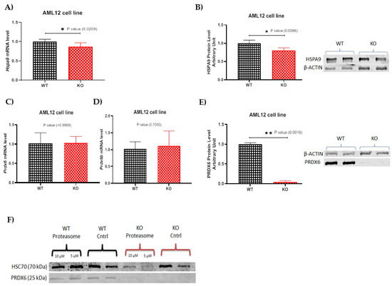 IJMS | Free Full-Text | Endoplasmic Reticulum Protein TXNDC5 Interacts ...