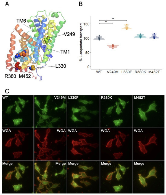 Exploring the Contribution of the Transporter AGT1/rBAT in Cystinuria ...