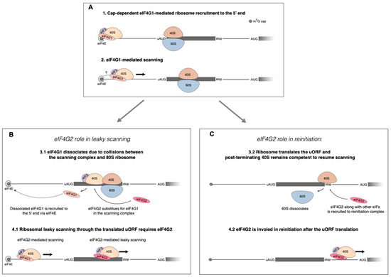 The Roles of eIF4G2 in Leaky Scanning and Reinitiation on the Human ...