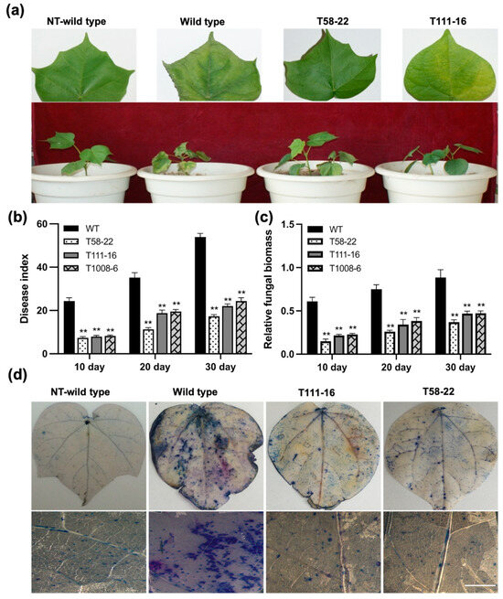 Hen Egg White Lysozyme (HEWL) Confers Resistance to Verticillium Wilt ...