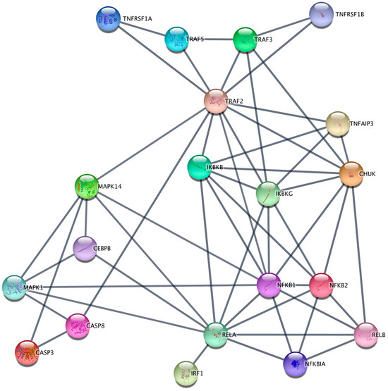 Knockouts of TNFRSF1A and TNFRSF1B Genes in K562 Cell Line Lead to ...