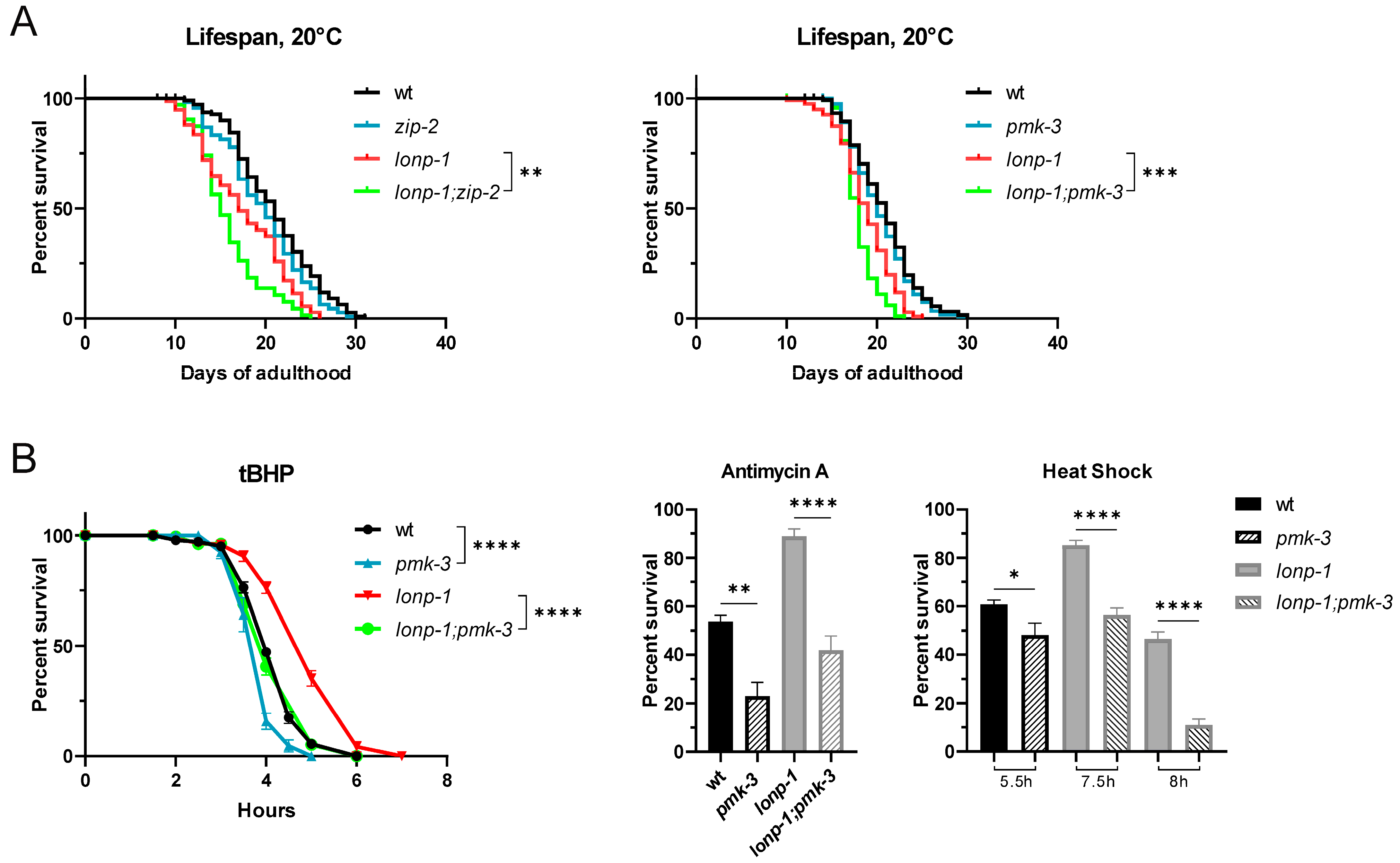 Mitochondrial p38 Mitogen-Activated Protein Kinase: Insights into Its ...