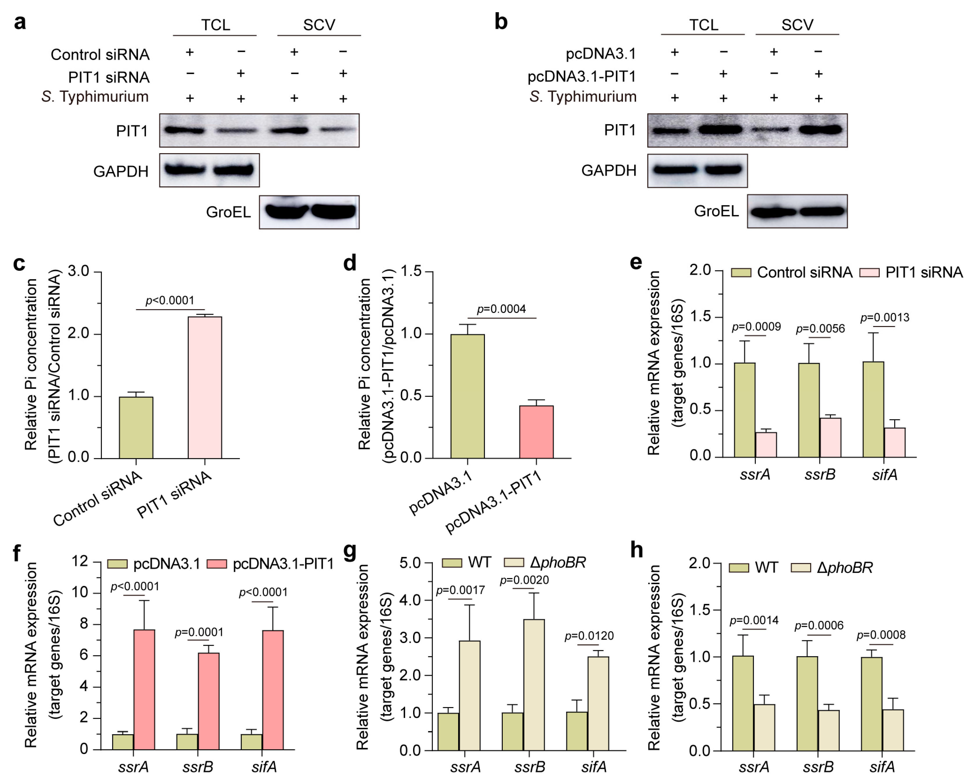 Phosphate (Pi) Transporter PIT1 Induces Pi Starvation in Salmonella ...